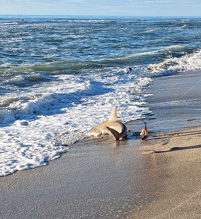 Even marine life makes appearances &ndash; this shark washed ashore provides a reminder of the diverse ecosystem just offshore.