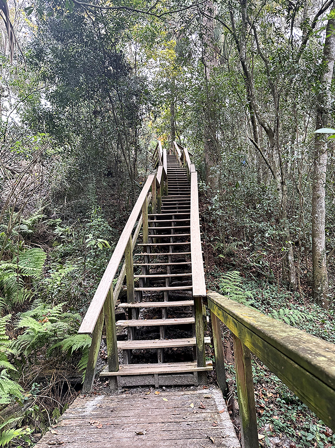 These stairs descend dramatically into the ravine, making you feel like you're journeying to the center of Florida's surprisingly vertical earth.