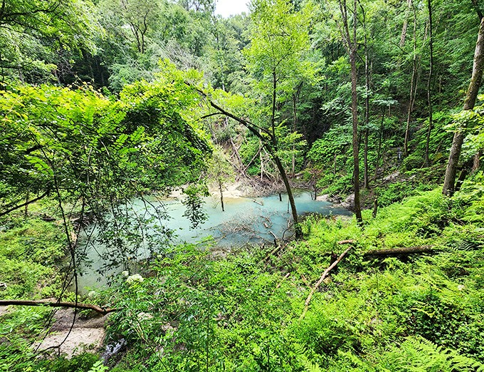 Mother Nature's masterpiece: The striking turquoise waters seem almost unreal against the lush greenery, like something from a fantasy novel rather than Florida.