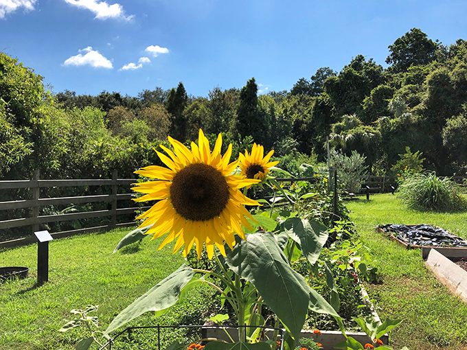 Sunflowers stand tall like nature's own optimists, their golden faces tracking the sun across Safety Harbor's blue skies.