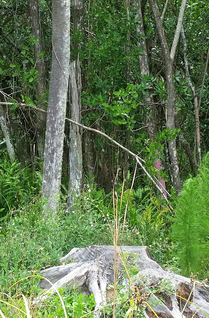 Ancient trees stand sentinel along the path, their weathered trunks telling stories of centuries before humans built boardwalks.