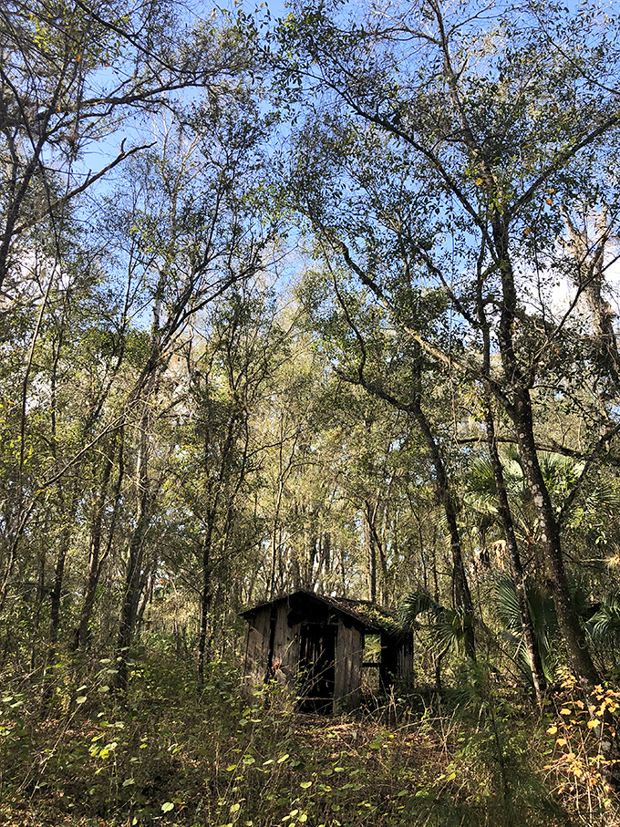 Towering sentinels have witnessed generations come and go, their branches sheltering both the living and the dead.
