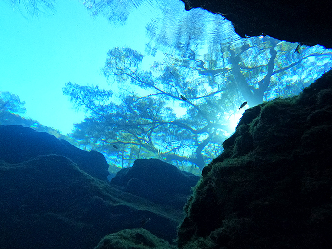 Looking up from below the surface feels like discovering a secret window between worlds that most people never notice.