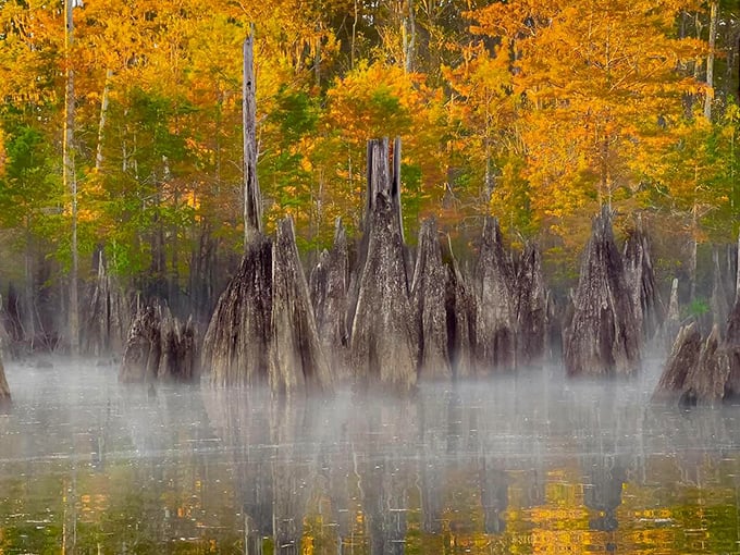 Camping near Dead Lakes: where falling asleep to gentle water sounds and waking to bird symphonies resets your internal clock.