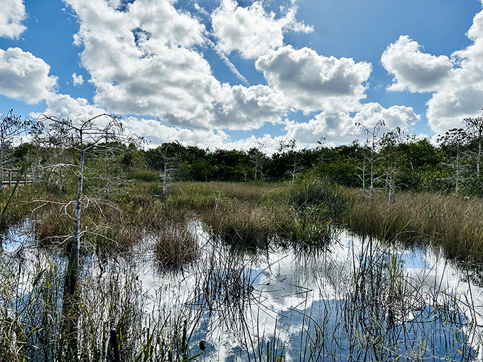 Wetland reflections create a double world where sky meets water, producing the kind of symmetry that makes amateur photographers look like professionals.