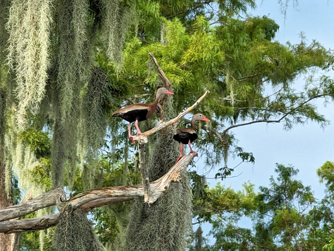 Whistling ducks perch like feathered sentinels, their distinctive silhouettes adding character to an already magical landscape.