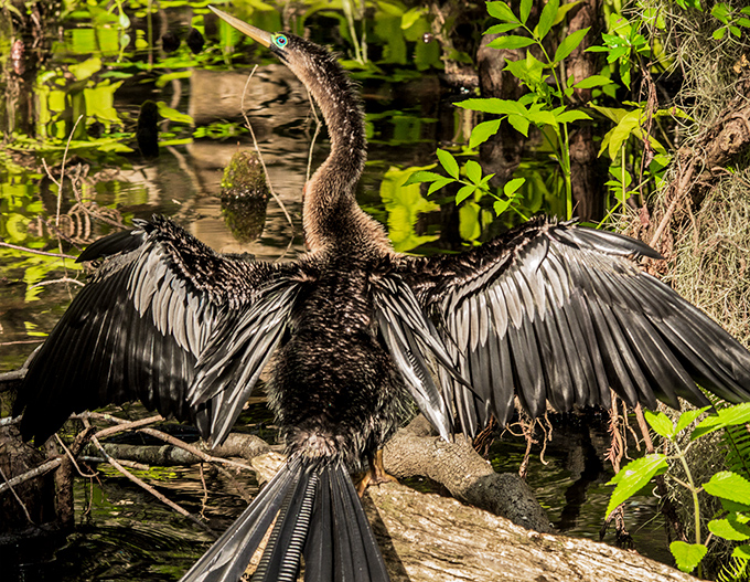 An anhinga strikes a dramatic pose, wings spread to dry in classic pterodactyl fashion, a reminder that birds are just dinosaurs with better PR.