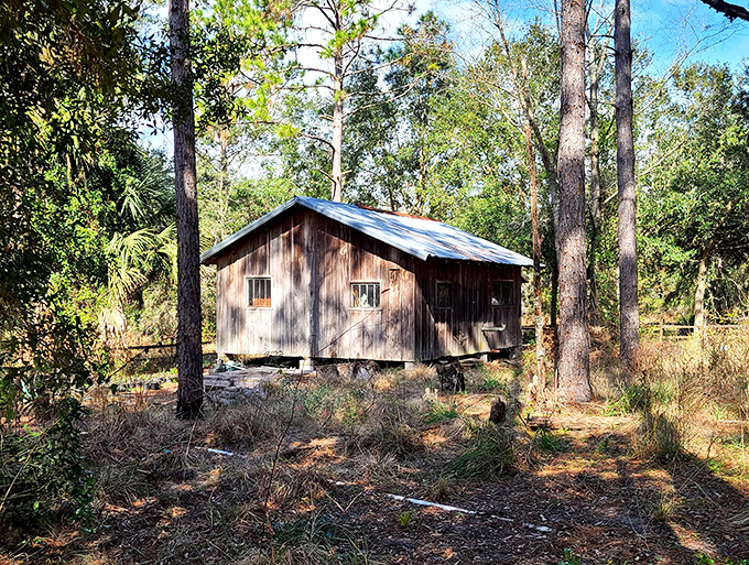 A humble cabin stands sentinel in the woods, housing more authentic Florida history than any animatronic presentation ever could.