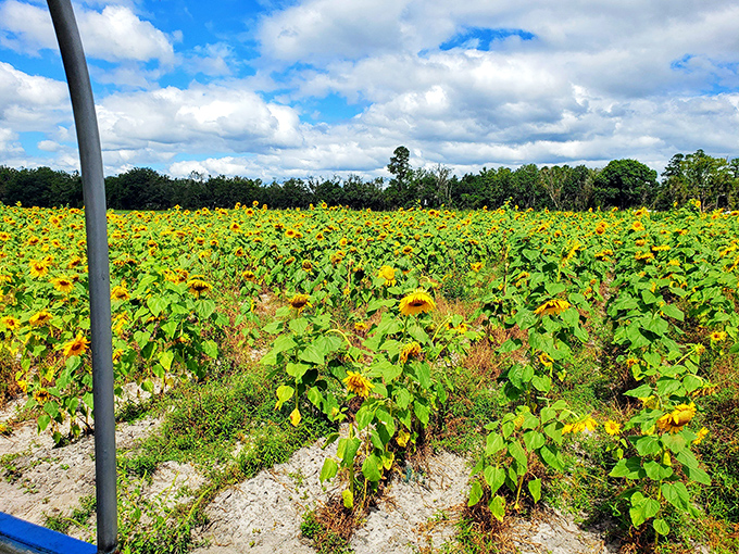 10a. crossroads farm & apiary (gainesville)