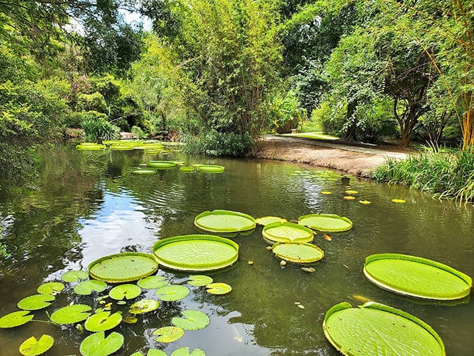 Those lily pads look big enough to hold a small child, just like in the old Tarzan movies we loved.