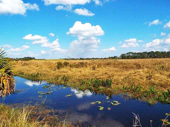 Okaloacoochee's vast wetlands stretch toward the horizon, where grasses wave in the breeze like nature's own sea of green and gold.