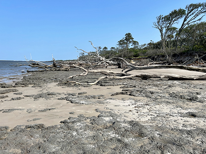Morning fog transforms Big Talbot's Boneyard Beach into a hauntingly beautiful landscape where twisted tree sculptures emerge from the mist.