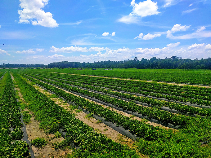 10b. crossroads farm & apiary (gainesville)