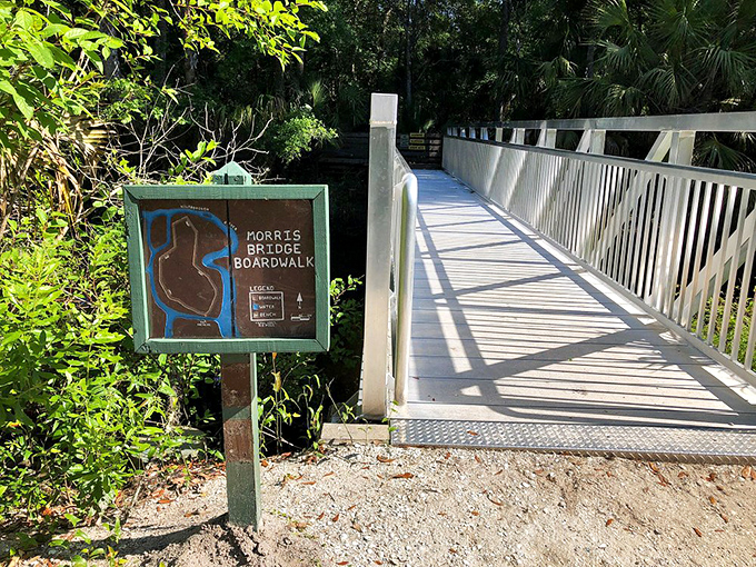 The gateway to wilderness adventures: Morris Bridge Boardwalk entrance promises encounters with Florida's wild side just steps away.