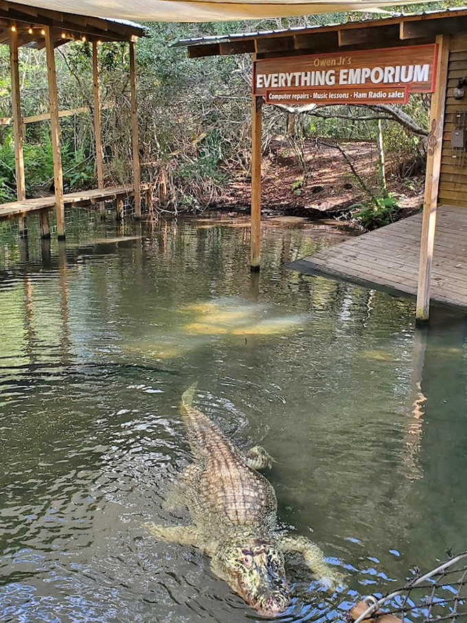 Shop for souvenirs while prehistoric predators lurk nearby, a retail experience you definitely won't find at the mall.