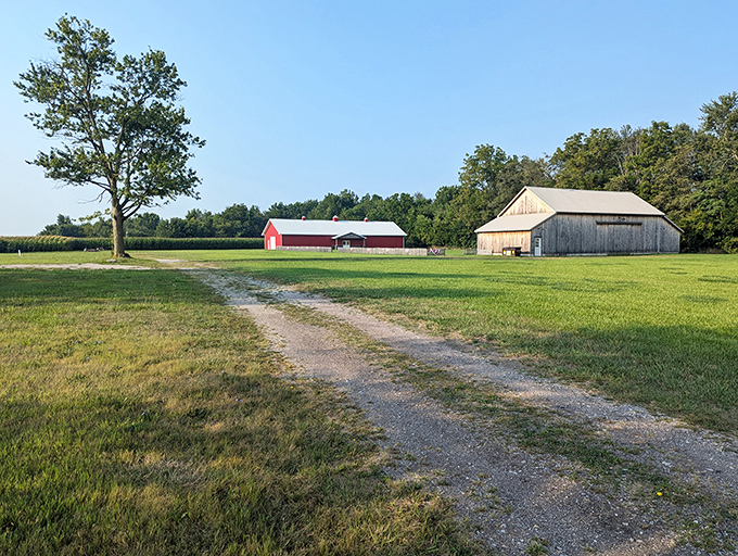The American Farm Museum celebrates agricultural heritage with classic red barns that look like they were plucked straight from a children's storybook.