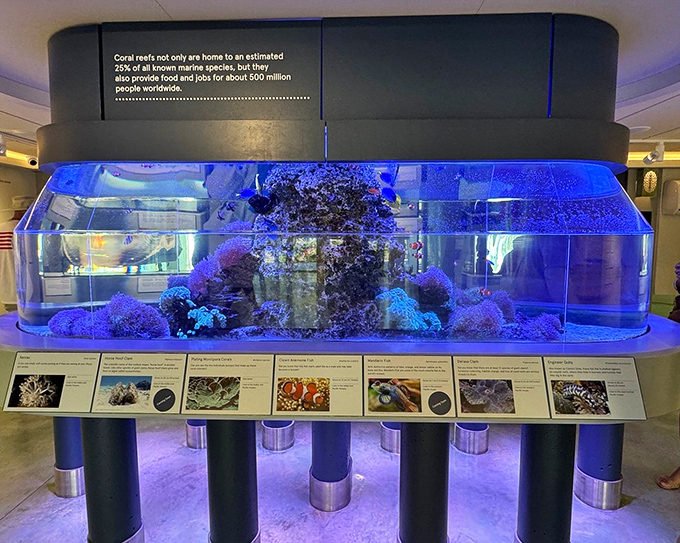 This stunning aquarium brings coral reef ecosystems to life, reminding us that shells aren't just beach souvenirs but vital homes for remarkable creatures.