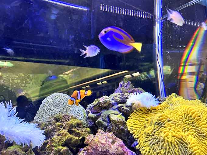 Tropical fish create their own living rainbow, no pot of gold at the end but plenty of treasure for the eyes.