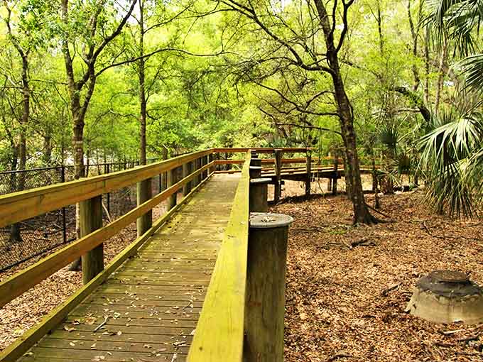 Elevated walkways offering perspectives that make you feel like you're walking through nature's penthouse suite with killer views.