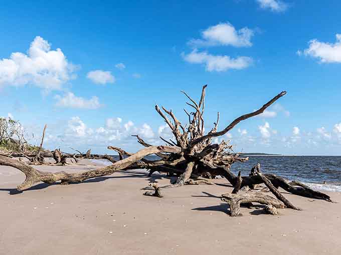 These massive driftwood trees sprawl across the sand like exhausted giants, having finally earned their retirement after decades of standing tall and proud.
