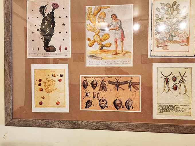 Scientific illustration meets medical necessity – these detailed botanical and insect drawings guided colonial doctors in treatment and diagnosis.