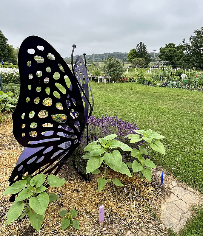 This magnificent metal butterfly sculpture stands sentinel among the plantings, its wings forever poised for imaginary flight.