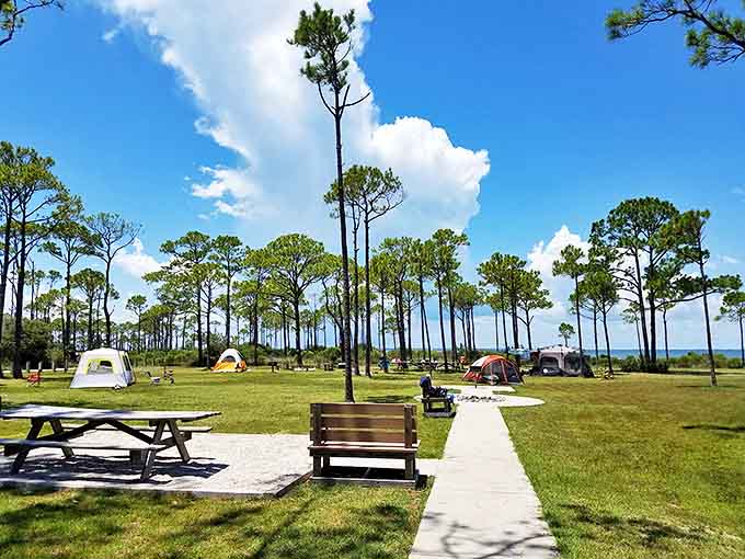 Camping among the pines means falling asleep to wave sounds and waking to bird songs, which beats any hotel alarm clock ever invented.