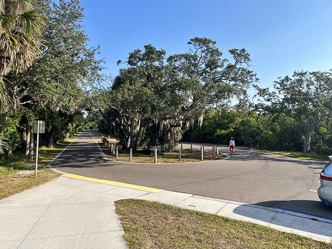 Where the wild things grow: Spanish moss drapes from ancient branches like nature's own decorative tinsel.