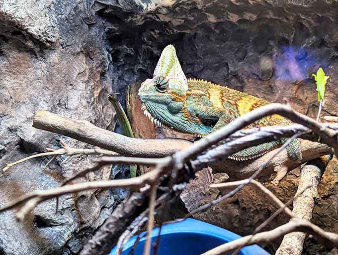 Master of disguise and patience, this chameleon brings a touch of terrestrial magic to complement the aquarium's underwater wonders.