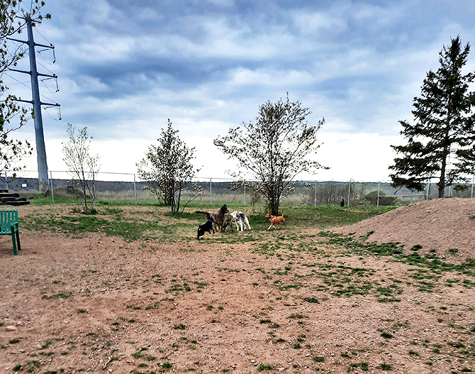 The Hancock Dog Park gives four-legged friends room to romp while owners enjoy the fresh Upper Peninsula air.