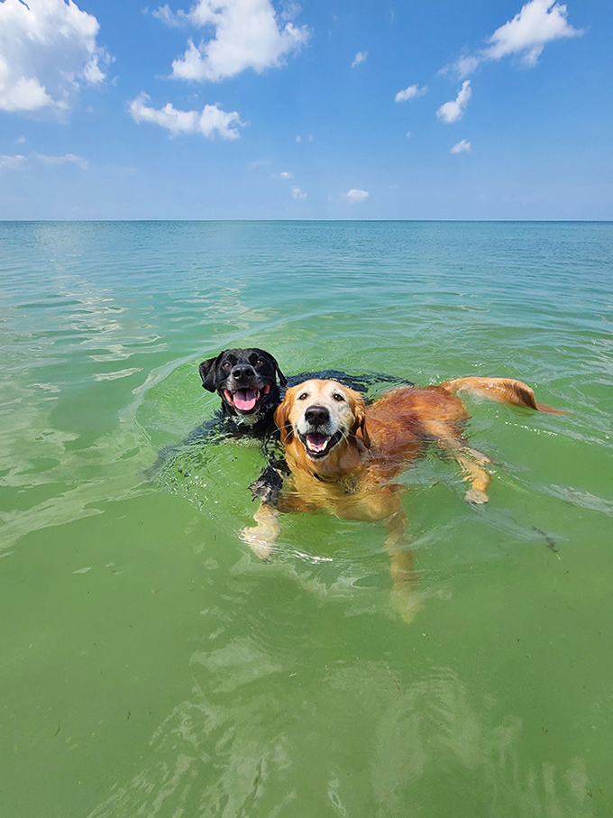 Water dogs in their element, showcasing the universal truth that happiness is a wet dog with a big smile.