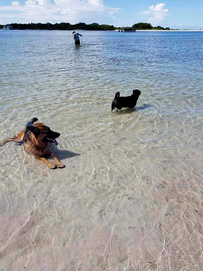 Beach buddies enjoying the shallows &ndash; one resting, one exploring, both living their best doggy lives in paradise.