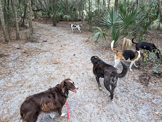 Nature trails offer sensory adventures for curious canines, where every tree, bush and pathway holds fascinating new scents.