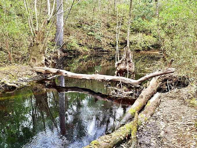 Fisher Creek's fallen log creates nature's perfect bridge, though crossing it would require circus-level balance and questionable judgment.