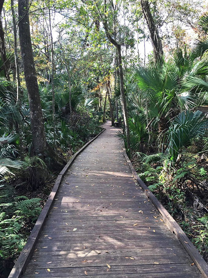 Nature's boardwalk invitation: "Come wander through my palm cathedral, but please, no flash photography of the wildlife."