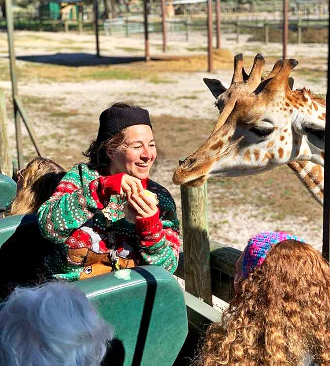The joy of connection! A visitor shares a magical moment with a curious giraffe, creating memories that will outlast any theme park souvenir.