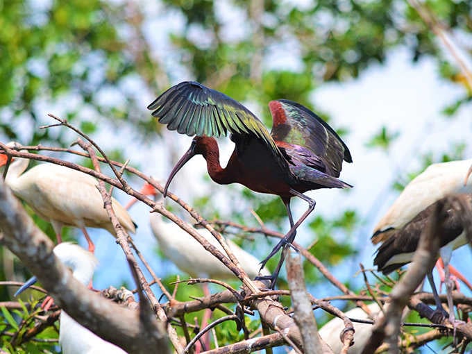 The Glossy Ibis displays its iridescent plumage like nature's finest jewelry, its curved bill perfectly designed for probing mudflats for hidden treasures.