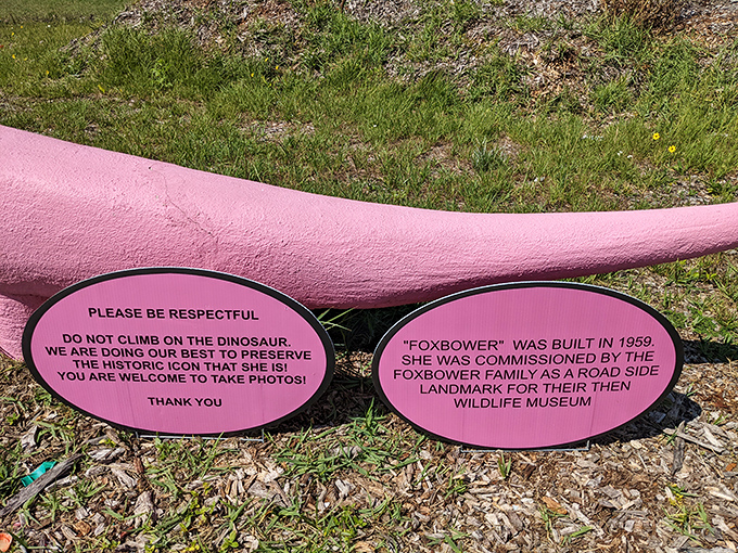 Historical plaques reveal "Foxbower" was built in 1959 as a landmark for a wildlife museum, adding depth to this quirky attraction.