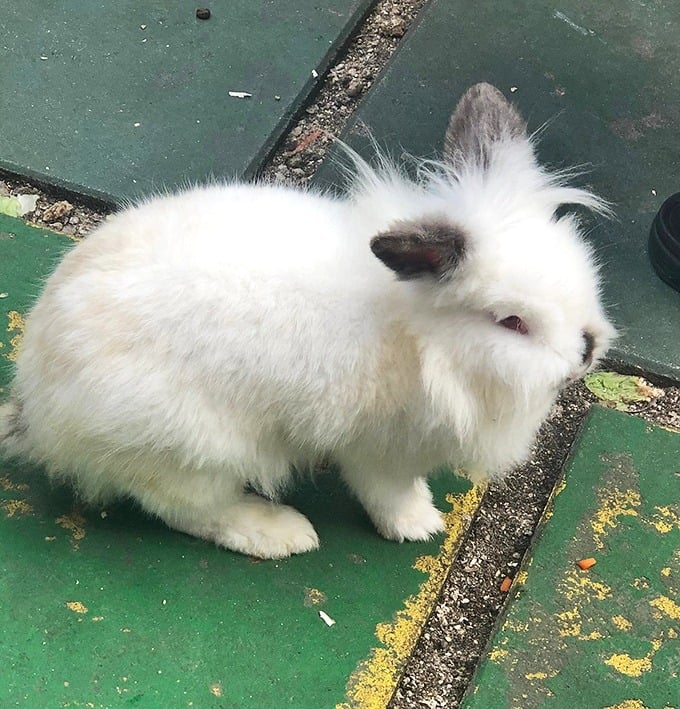 This fluffy white rabbit could win awards for "Most Likely to Be Mistaken for a Cotton Ball" at any county fair.