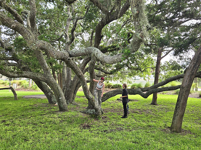 Ancient oaks create living sculptures &ndash; these sprawling branches have been perfecting their artistic form long before humans added their contributions.