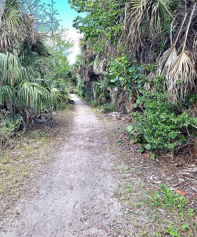Nature's hallway: Palm fronds create a natural canopy over this trail, like walking through Florida's own secret garden.