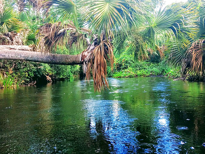 This lush river scene could convince even the most dedicated city-dweller that maybe, just maybe, mosquito bites are a fair trade for paradise.