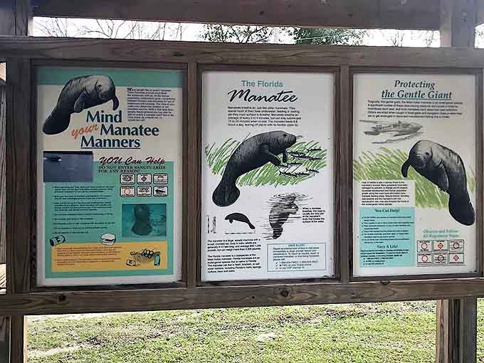 Education station: These displays teach visitors manatee manners, because respecting wildlife is always in style.