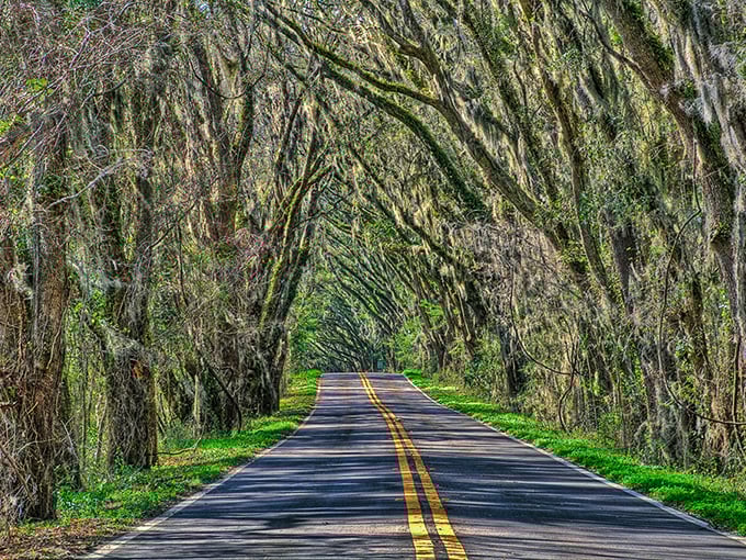 Miller Landing Road offers a masterclass in tranquility, where the rustle of leaves provides the soundtrack for a perfect afternoon drive.
