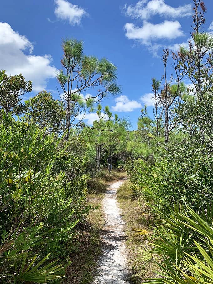 Nature's secret passage &ndash; this trail whispers promises of adventure through a tunnel of Florida's native greenery.
