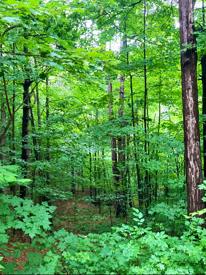 The verdant Michigan forest creates a natural privacy screen around each treehouse, ensuring your only neighbors are squirrels and songbirds.