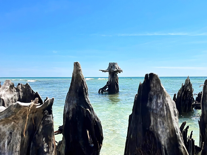  The meeting point of maritime forest and Gulf waters creates a hauntingly beautiful landscape that changes with each passing tide.
