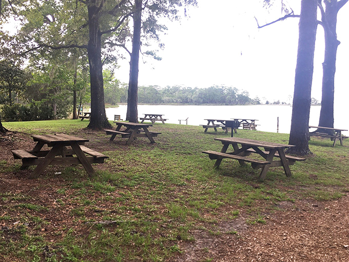 Picnic tables await beneath towering trees along the waterfront, offering one of Florida's most scenic lunch spots.