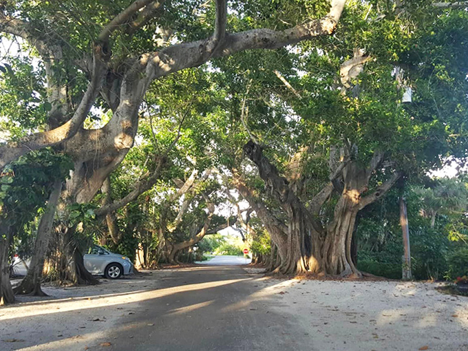Dappled shadows dance across the pavement like nature's own light show, free admission and no commercials included.