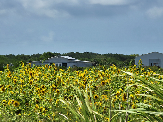 Rustic farm buildings provide a charming backdrop to the sunflower fields, where agriculture and aesthetics blend in perfect harmony.